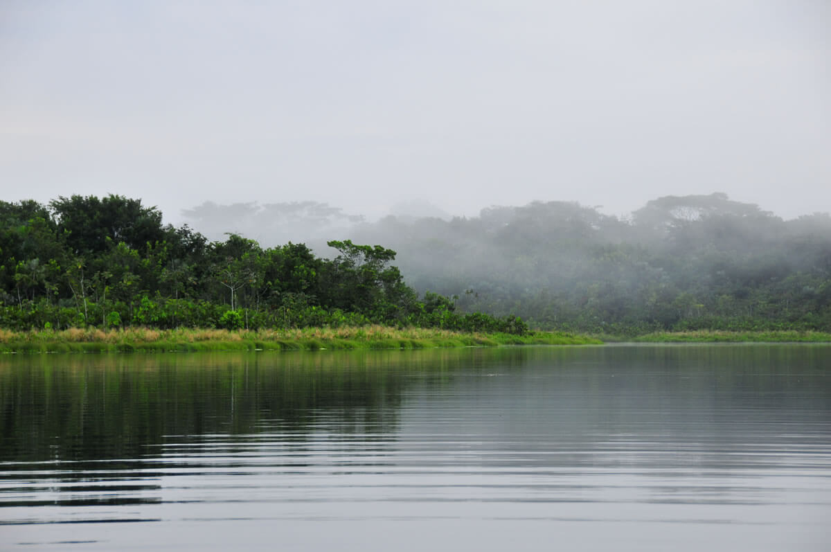 Yasuní: A Sanctuary of Biodiversity in the Amazon | LAC Geo