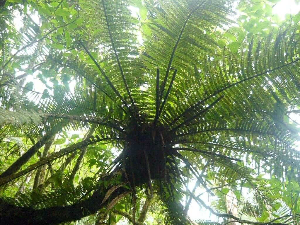 El Yunque: The Heart of Puerto Rico's Tropical Wilderness | LAC Geo